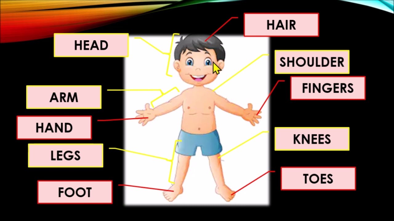 Partes De Cuerpo En Ingles Partes Del Cuerpo En Inglés