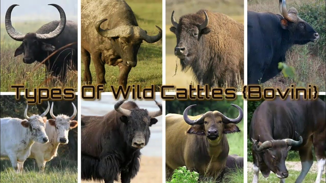Types Of Cows Highland The Cattle Site
