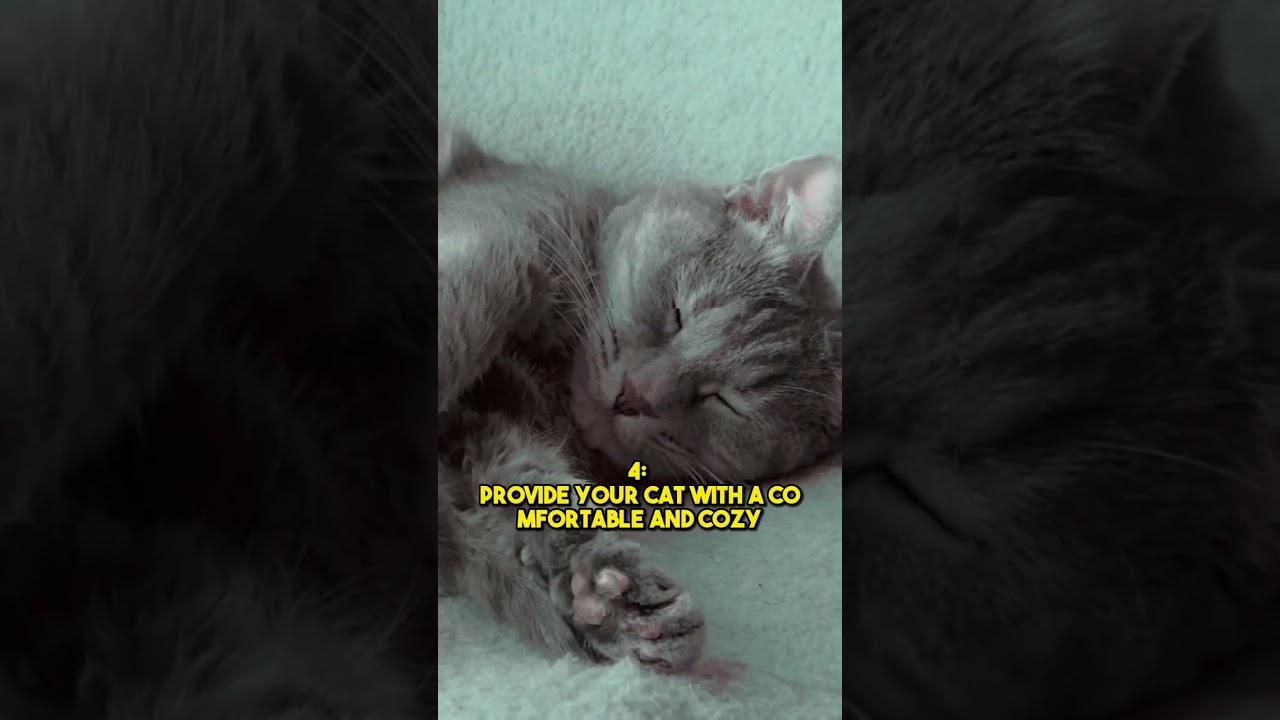 Caring Cats Housepetscare