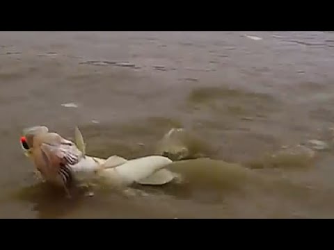 Maumee River Walleye Run Part 3 High Water Spot Orleans Park Youtube