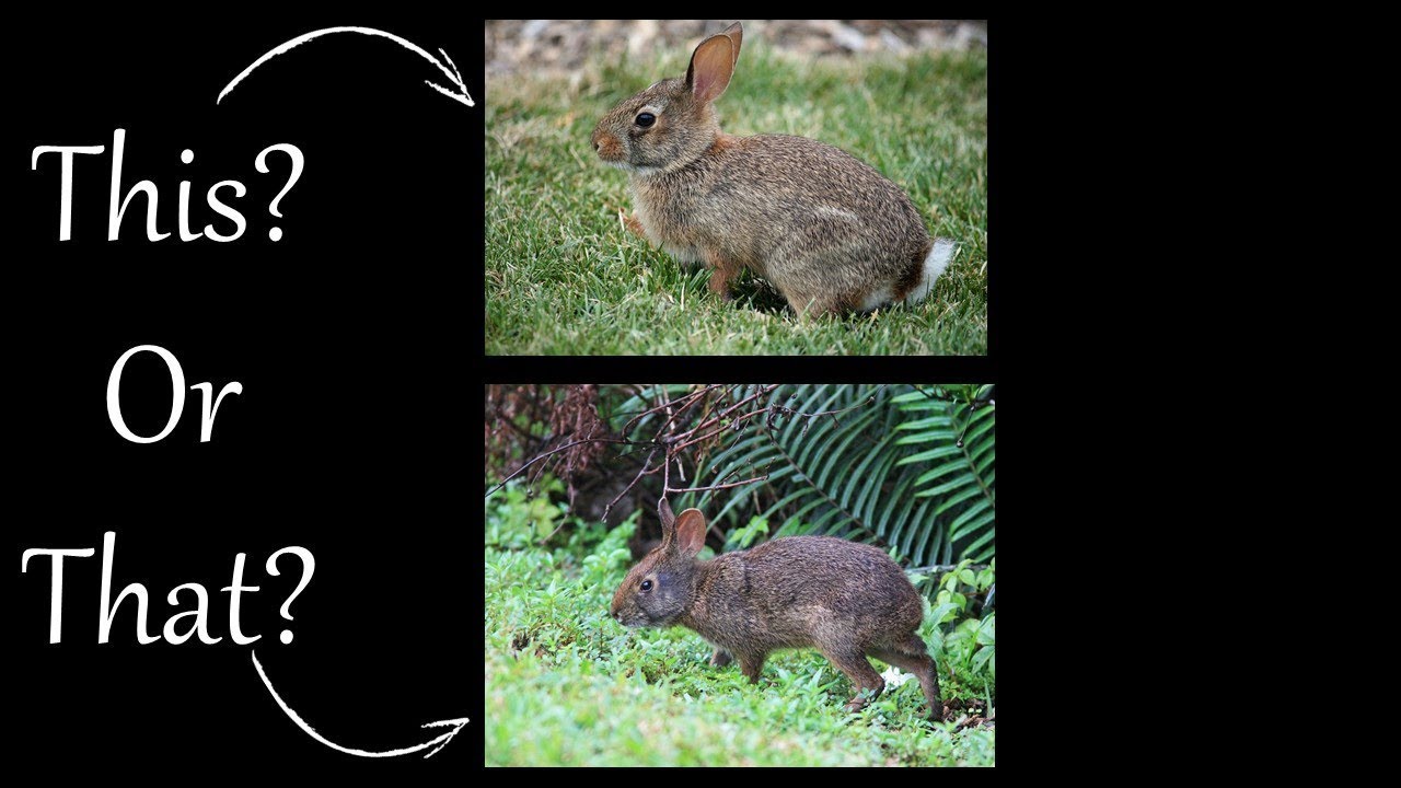 Rabbits Native To Florida