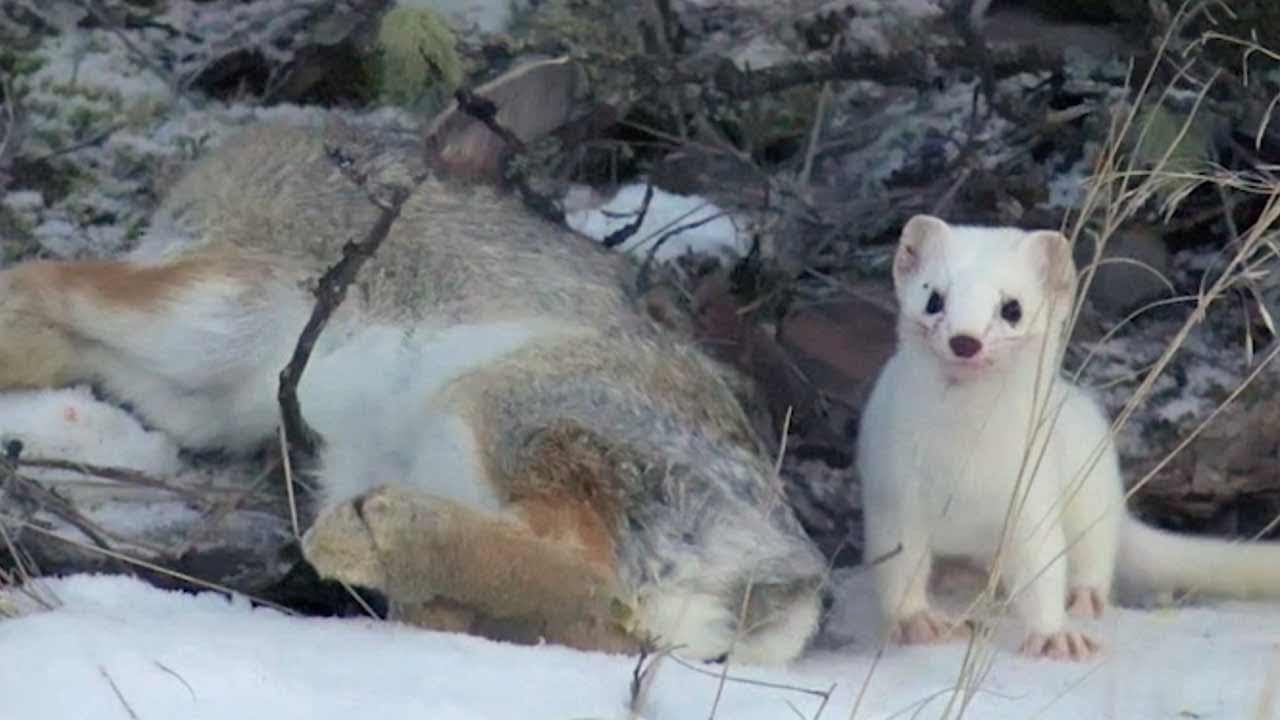 Angry Weasel