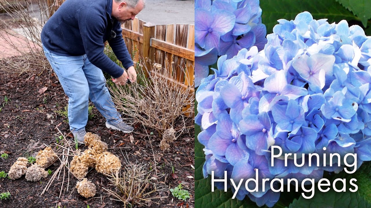 When And How To Prune Hydrangeas
