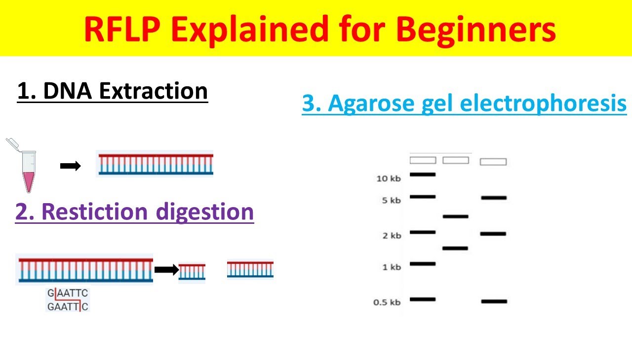 Restriction Fragment Length Polymorphism Process Rflp Ppt