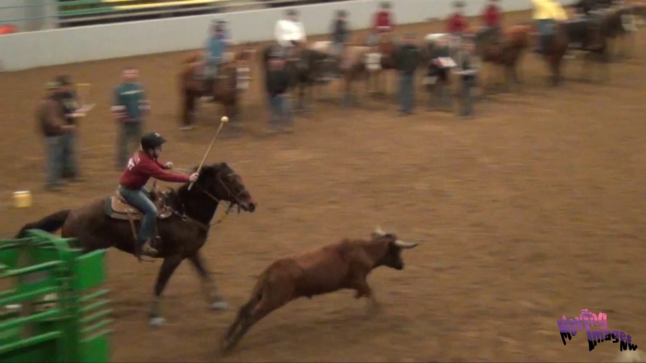 1207 Steer Daubing 2 Youtube