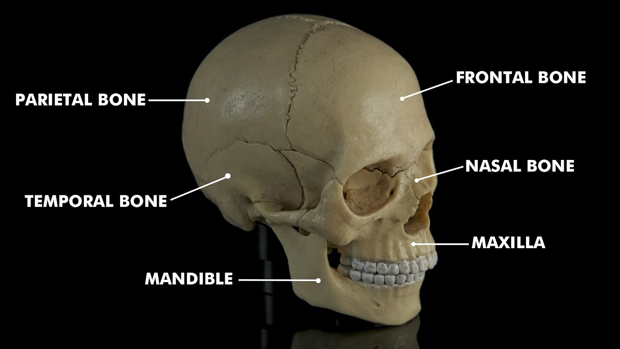 Human Skull Anatomy Physiology 3d Animation Youtube