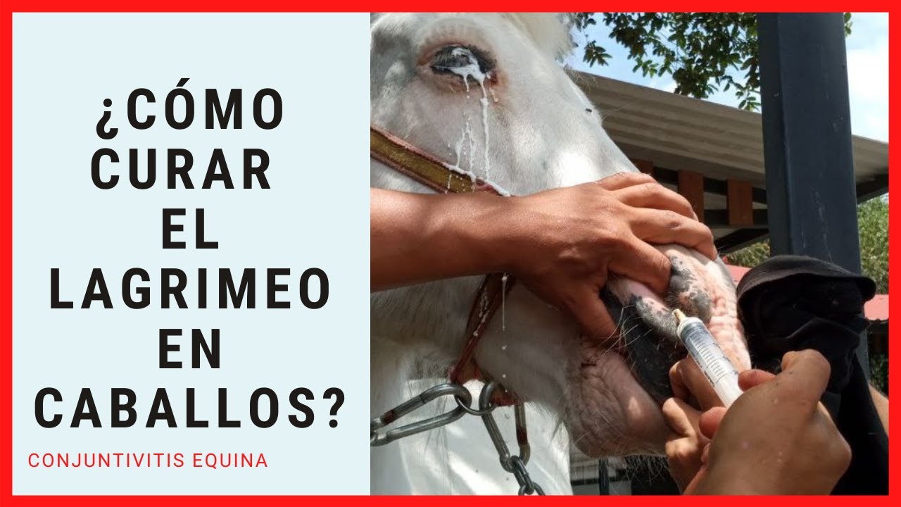 рџ њвїcг Mo Curar El Lagrimeo En Caballos Conjuntivitis Equinaрџ Youtube