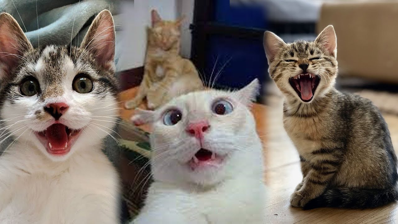 Funny Cat Compilation 02 Youtube