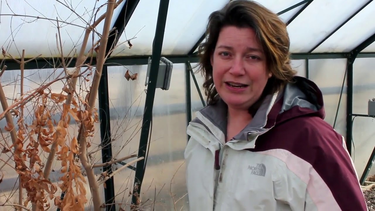 Praying Mantis Free Farm Labor Youtube