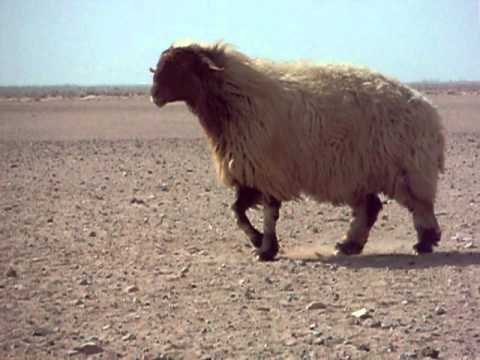 غنم نعيم صنف من انتاج الردسا Youtube
