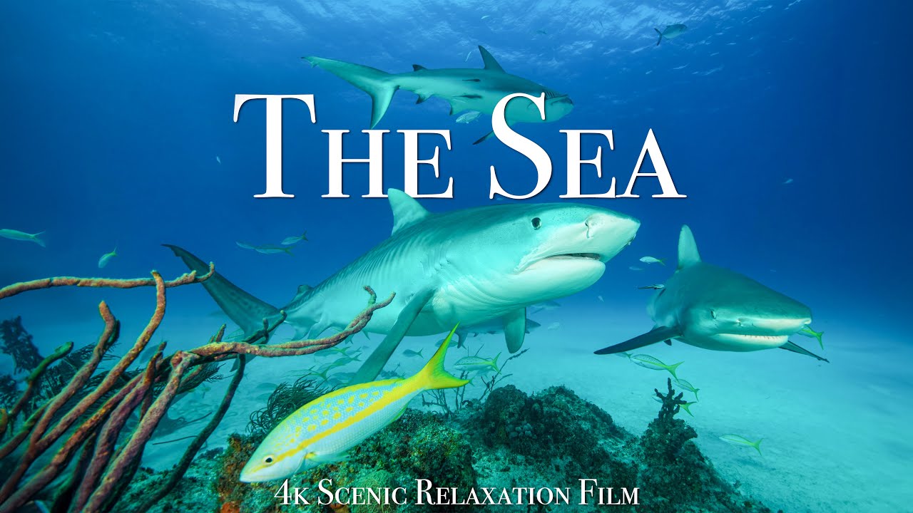 Under The Sea 4k Scenic Wildlife Film With Calming Music Youtube