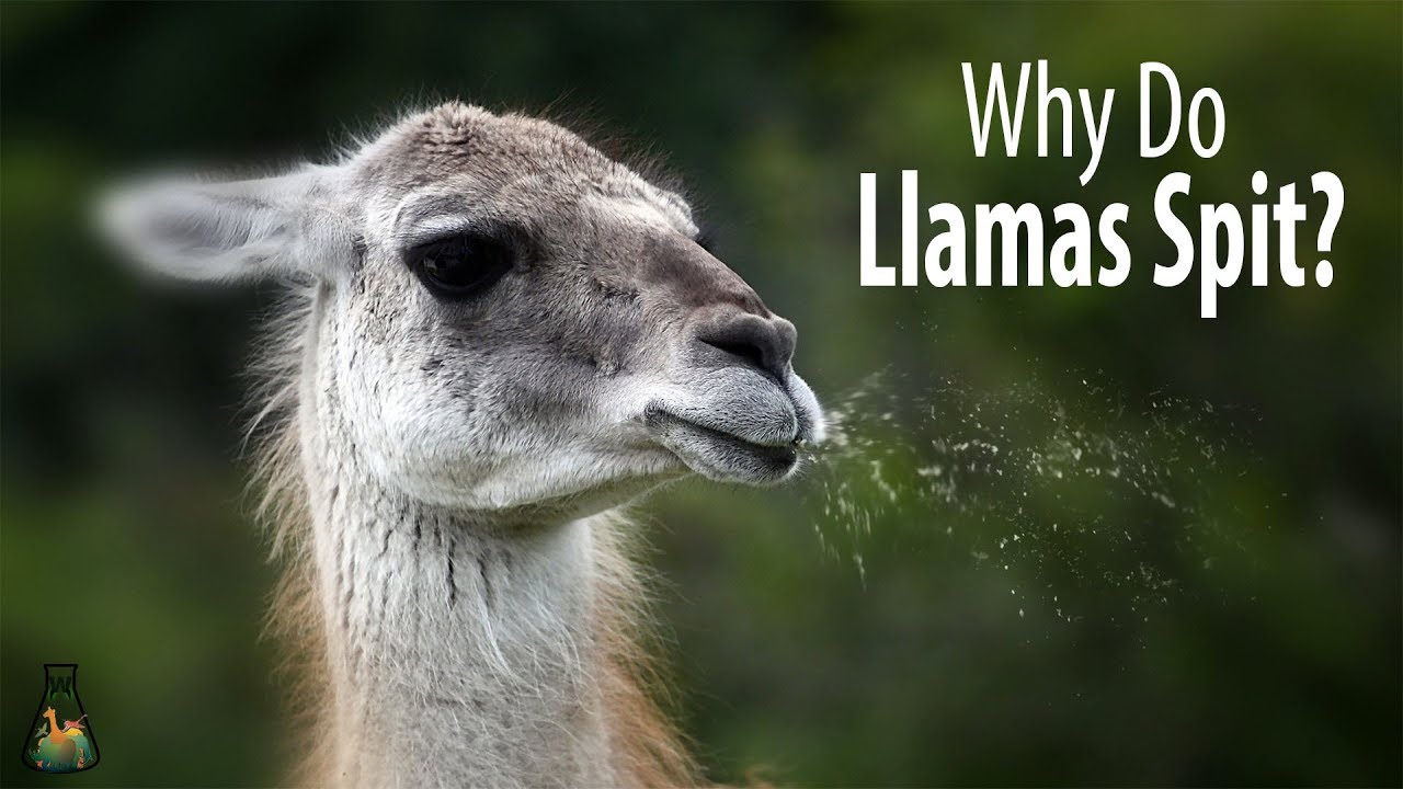 Why Do Llamas Spit Youtube