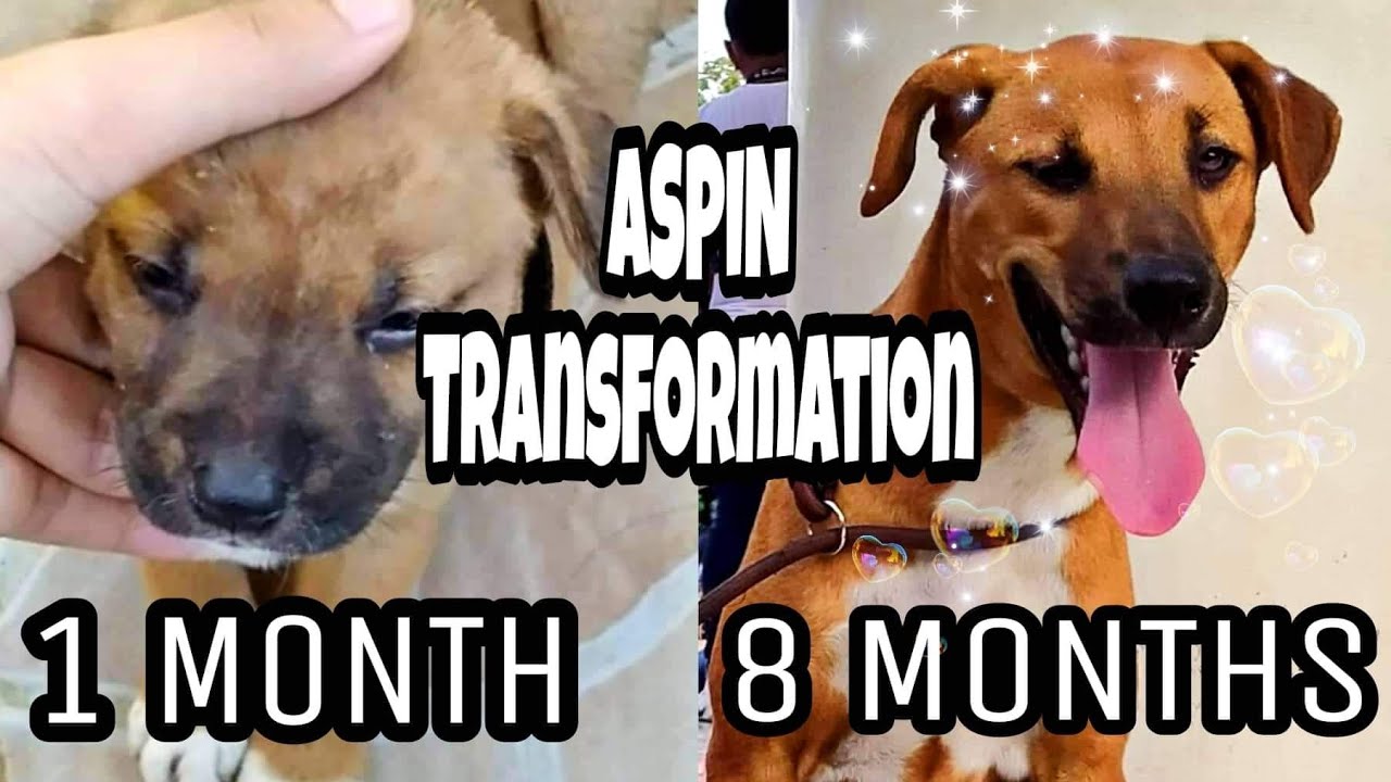 Aspin Transformation Training Process Pinoy Doggo Youtube