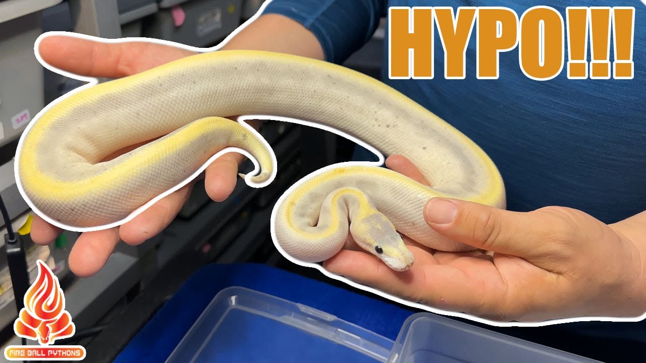 Hypo Holdbacks Pt 2 Ballpython Snakes Eggcutting Youtube