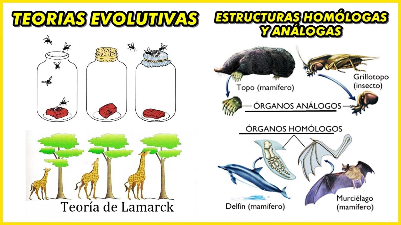 Definición De Estructuras Homólogas