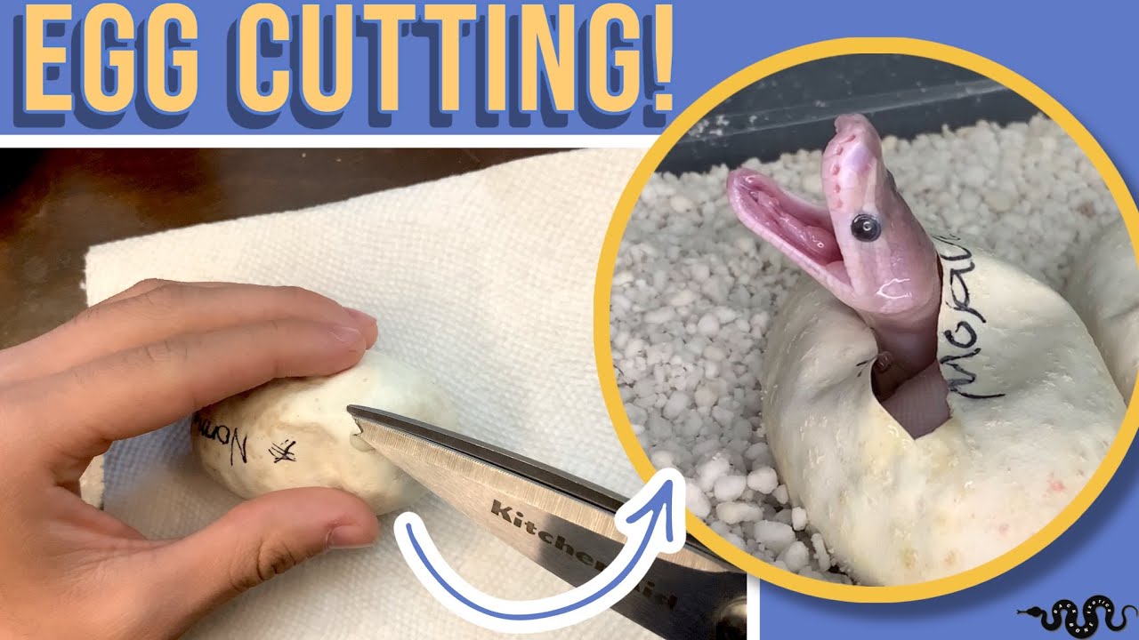 Cutting My First Ever Clutch Of Eggs Ball Pythons Youtube