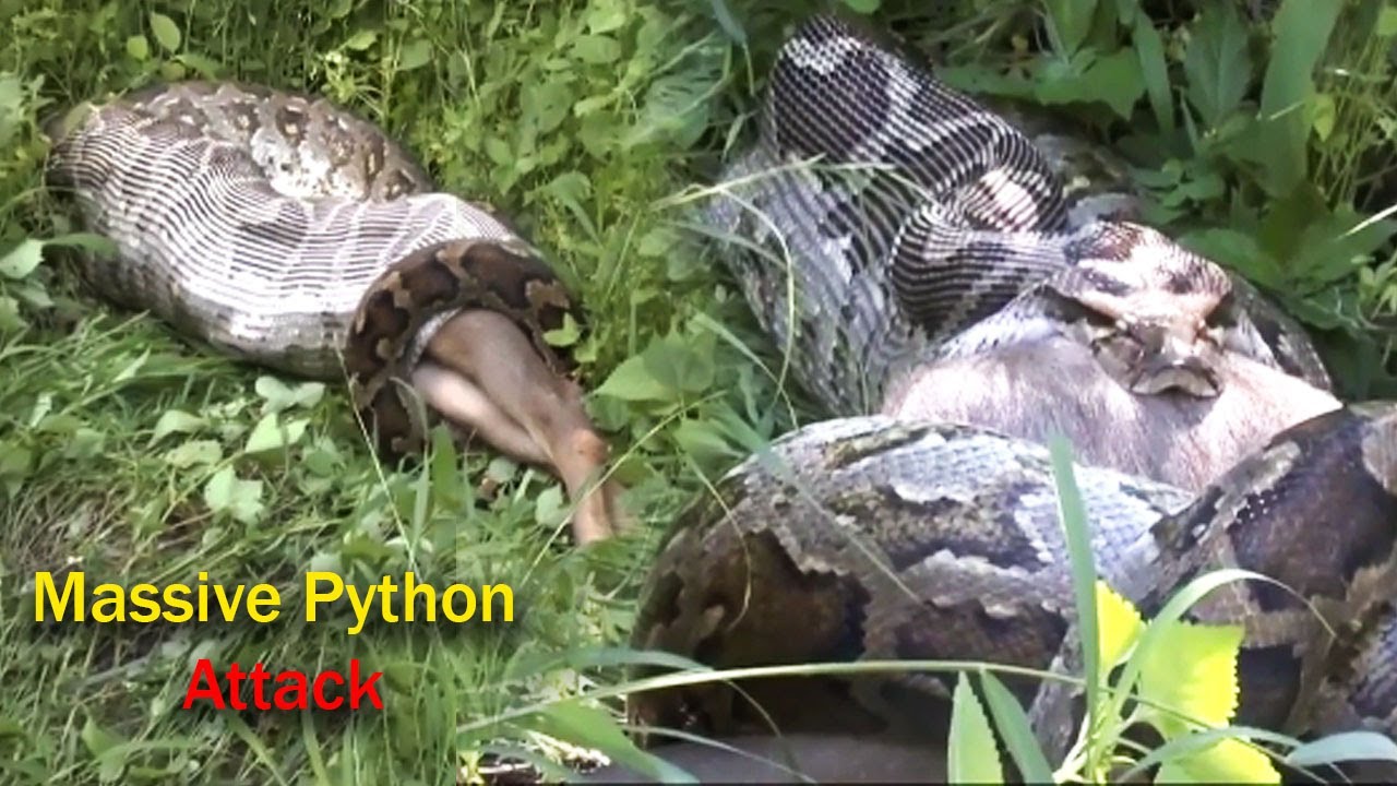 Massive Python Attack Sri Lanka Youtube
