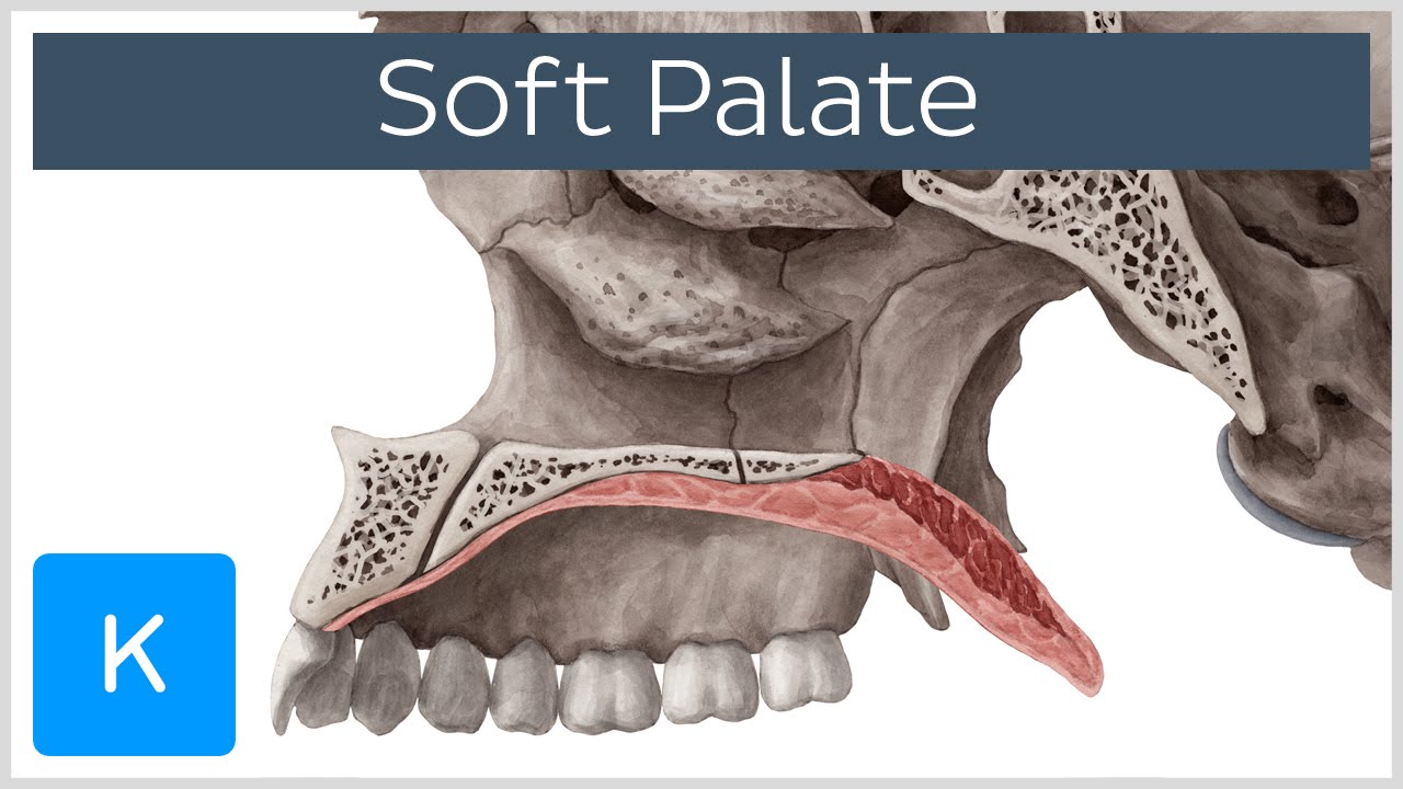 Soft Palate Anatomy Soft Palate Function And Soft Palate