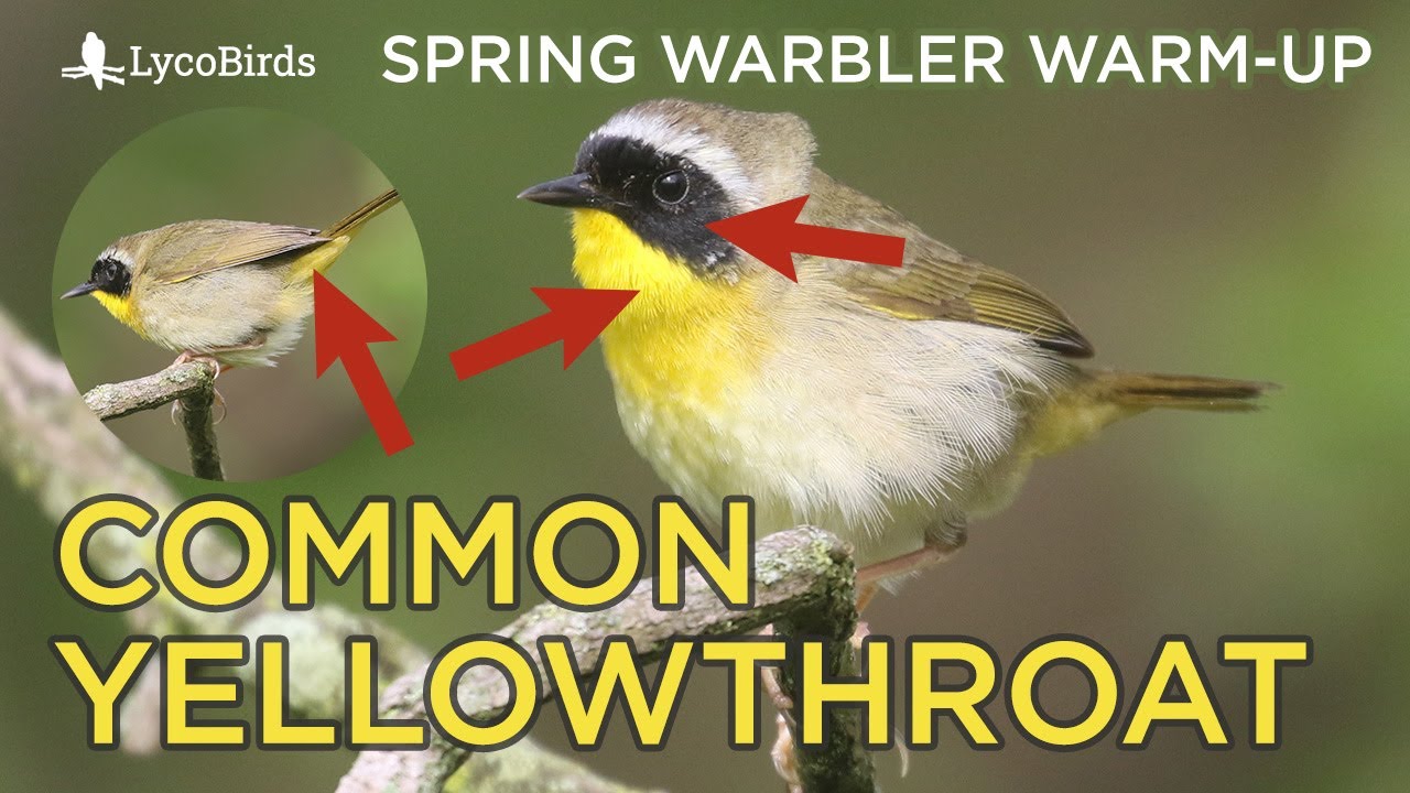 Common Yellowthroat Identification Spring Warbler Warm Up Youtube