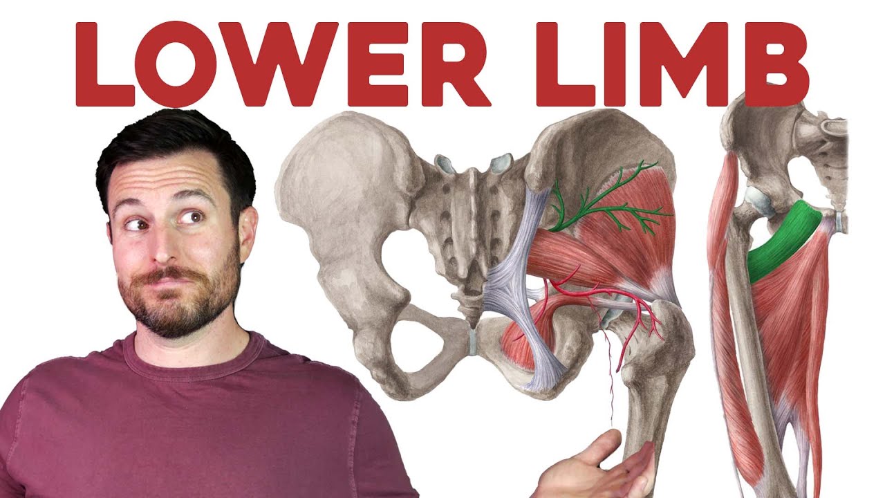 How To Remember Every Muscle Of The Lower Limb And Leg Corporis Youtube