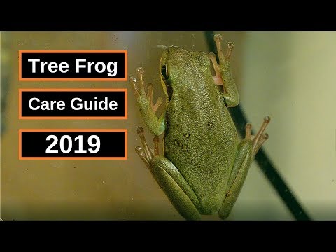How To Take Care Of A American Green Tree Frog