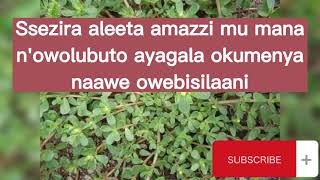 Ssezira Aleeta Amazzi Mu Mana Agoba Ebisilaani Gwe Ow Olubuto Ayagala ...