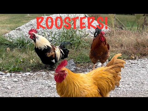 Roosters Youtube
