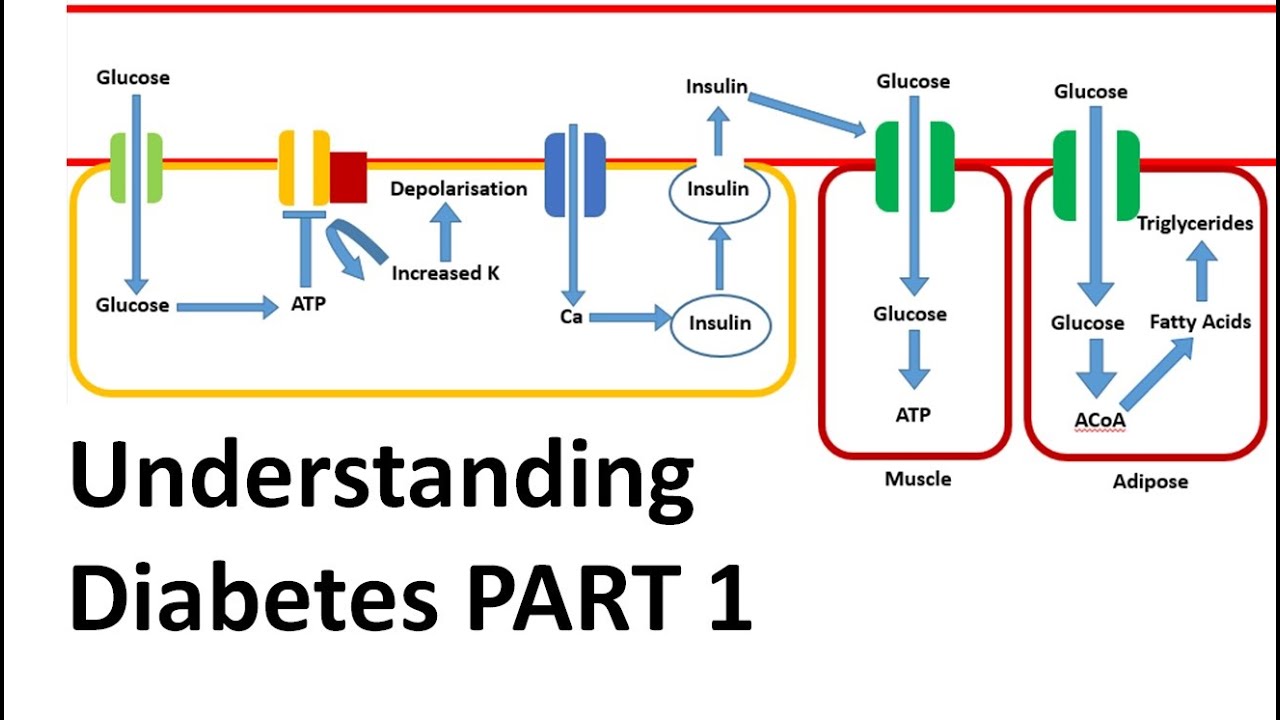 Understanding Diabetes Part 1 Of 3 Resistance Vs Deficiency Insulin