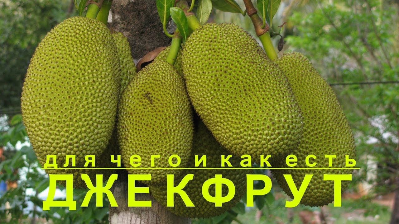 джекфрут что это такое