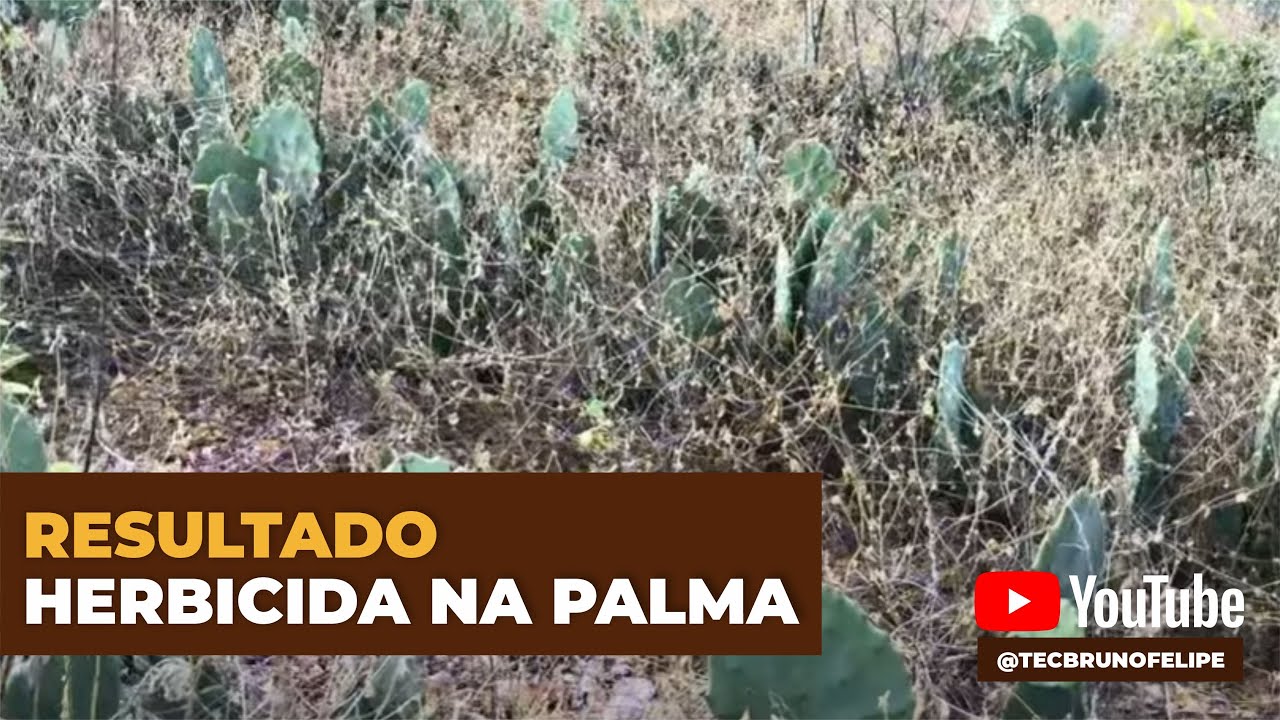Herbicida Para Palma Forrageira Resultados Youtube