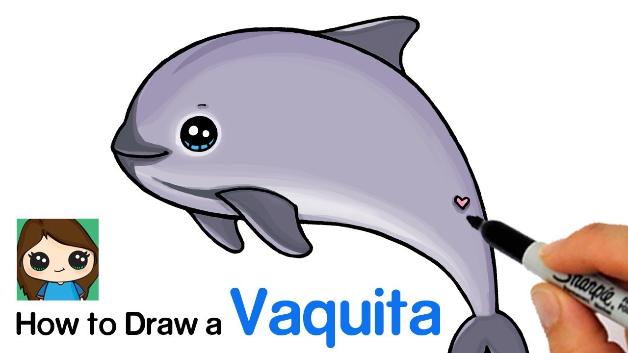 How To Draw A Vaquita Porpoise Youtube