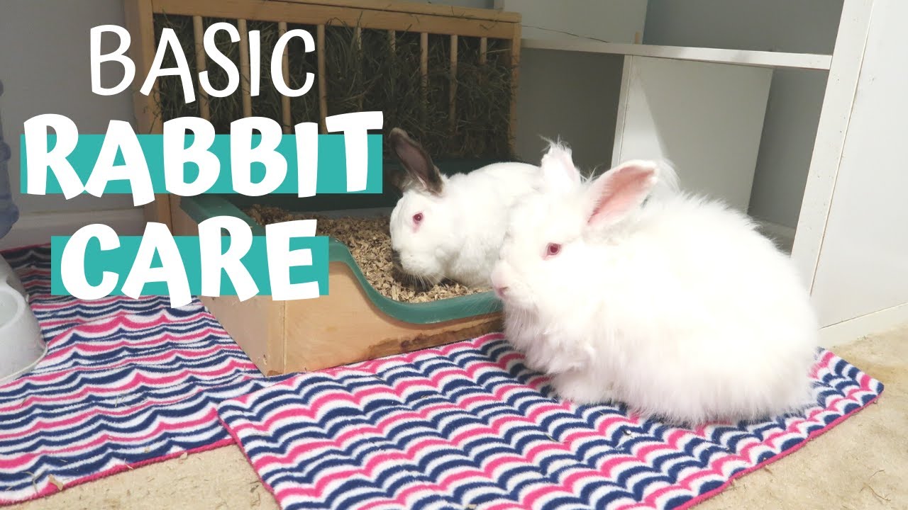 Basic Rabbit Care Rabbit Care Guide For Beginners Housepetscare
