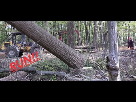 Tree Falling Compilation Timber Youtube