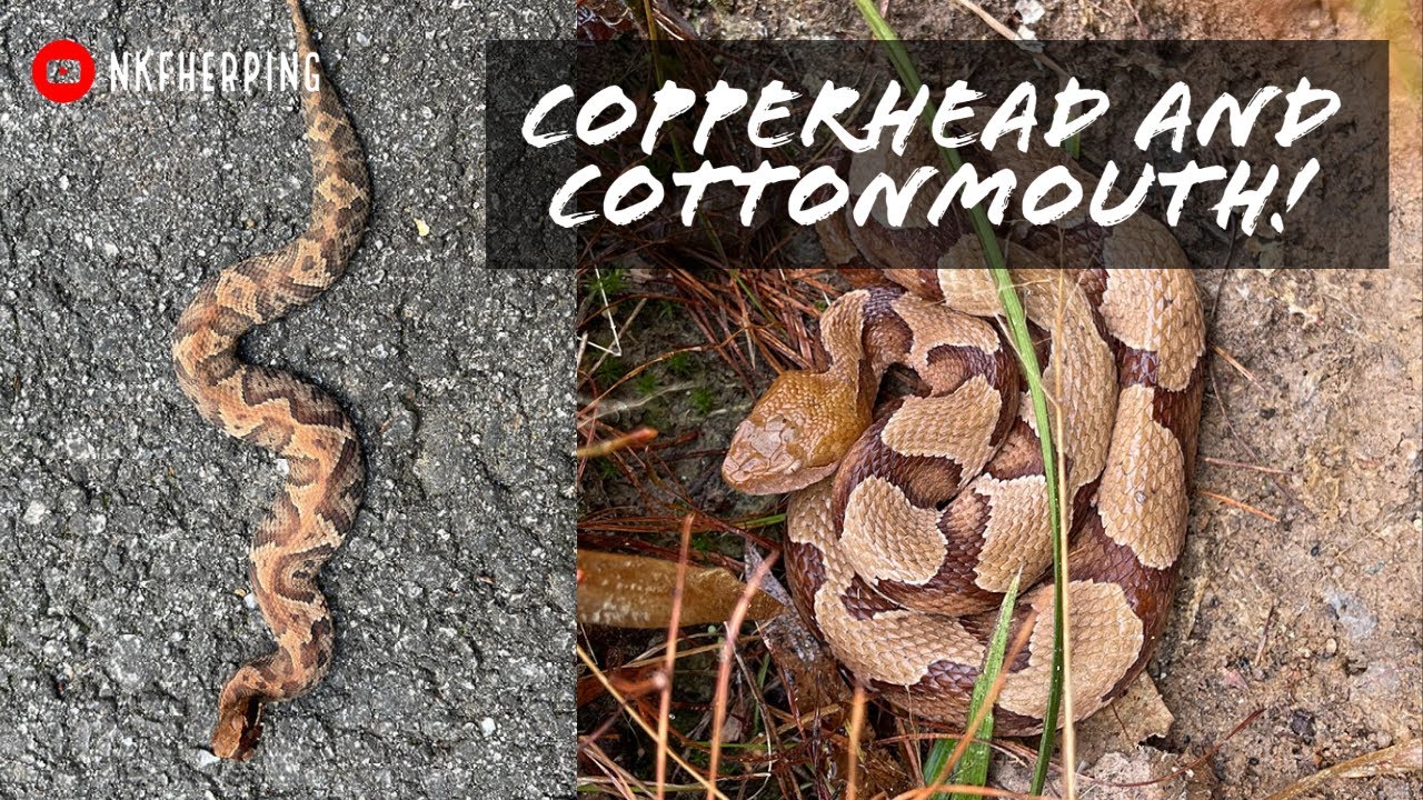 Copperhead Georgia At Douglas Wilder Blog