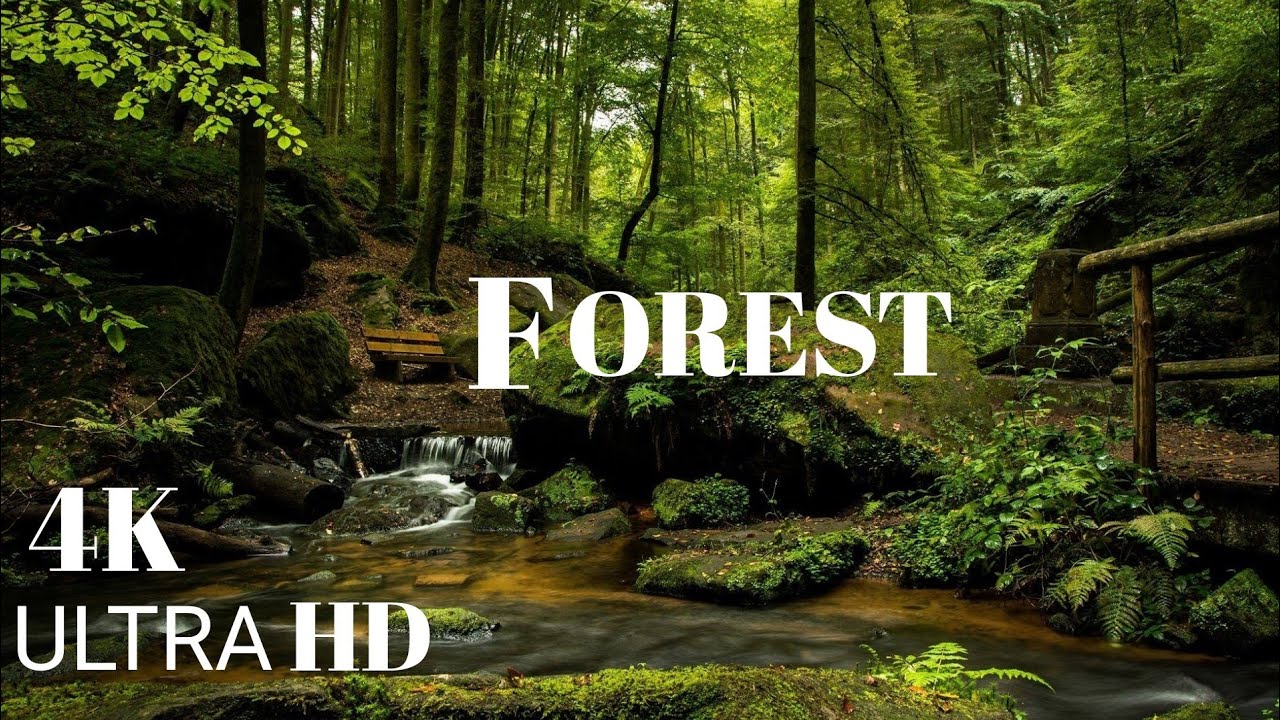 Forest 4k Nature Relaxation Sound Relaxing Music Nature Sounds Of