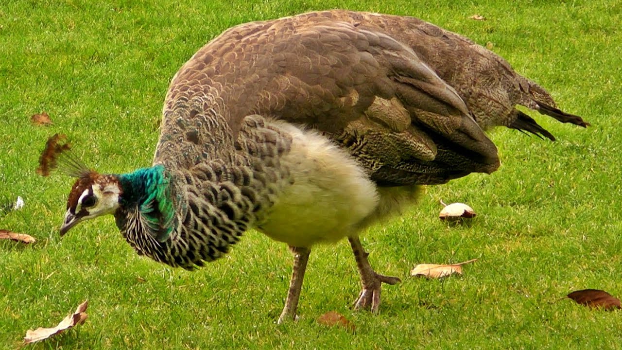 Peacock Female On Display Peahen Bird Youtube