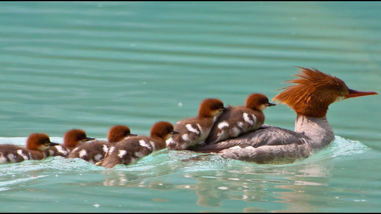 Baby Hooded Merganser