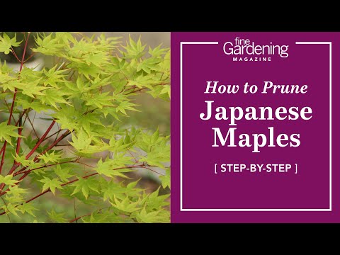 How To Trim An Ornamental Red Maple Tree