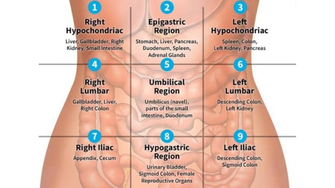Quadrants And Regions Of Abdomen Nursing Knowledge Youtube