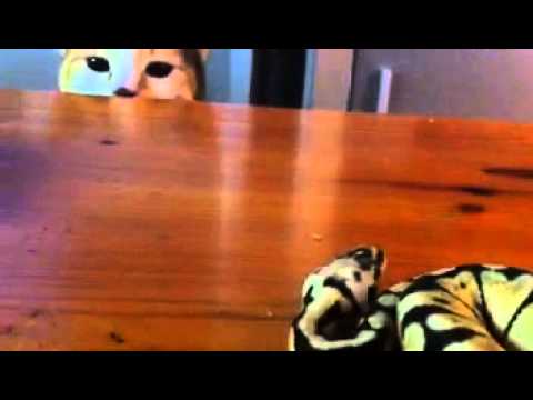 Cat Meets Ball Python Snake Youtube