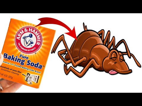 Does Baking Soda Kill Bed Bugs Detailed Guide Beezzly