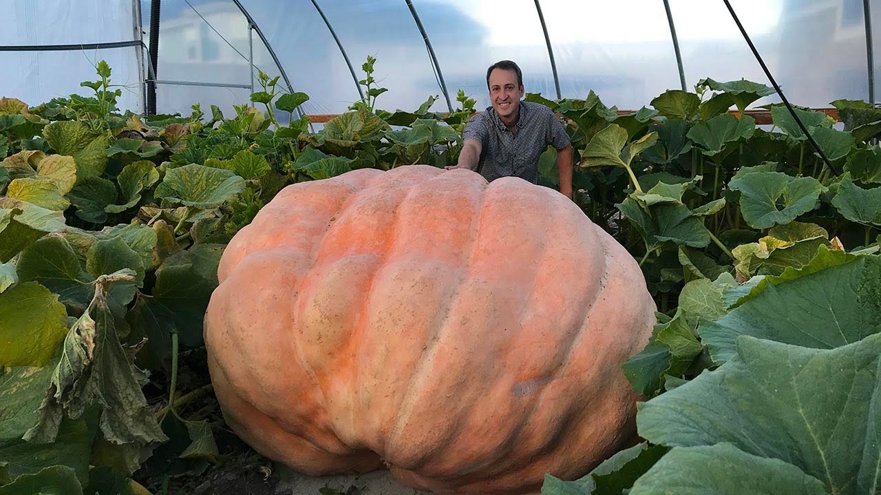 How To Grow A Giant Pumpkin Secrets To Growing 1000 Pound Pumpkins
