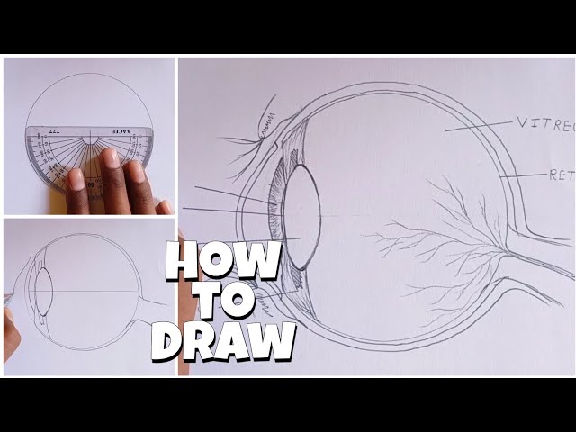 Draw The Structure Of Human Eye And Explain Its Working Infoupdate Org