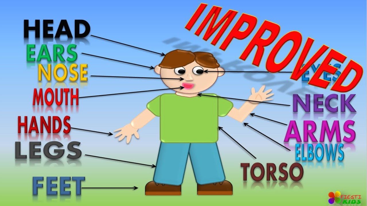 Las Partes Del Cuerpo En Ingles Para Niños Imagui