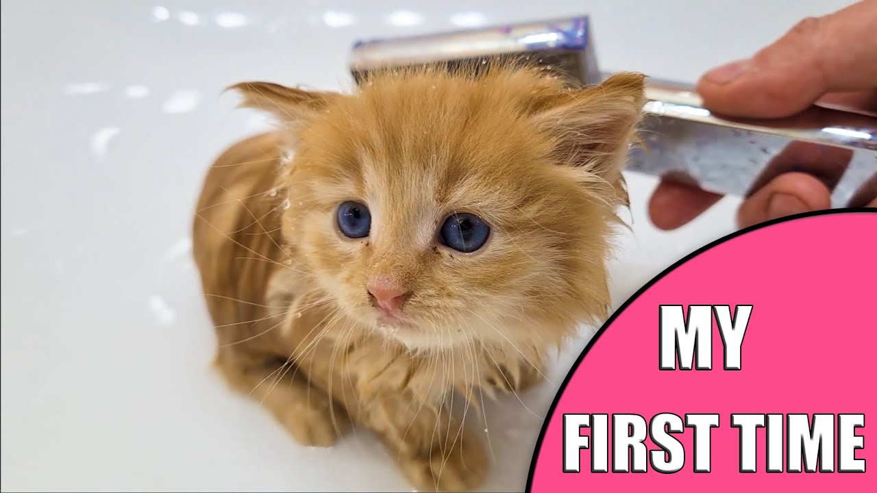 My First Bath My First Time Cat Bathing In Water Youtube