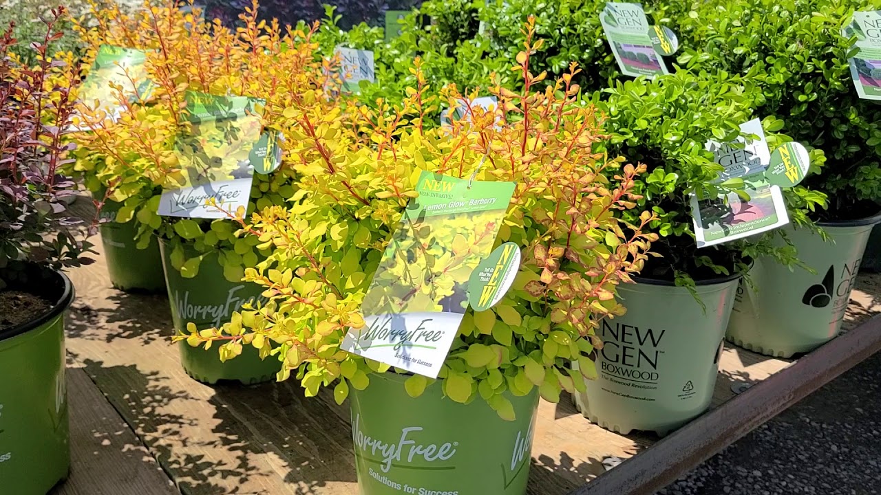 Berberis Worry Free Lemon Glow Barberry Superb Non Invasive