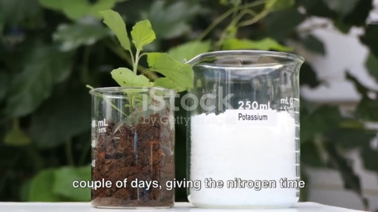 4 Minute Guide To Homemade Organic Fertilizers Npk Edition Youtube