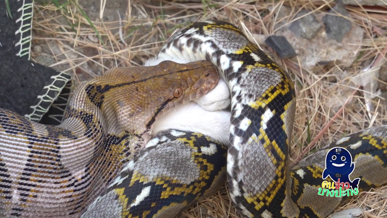 Feral Cat Vs Python Youtube