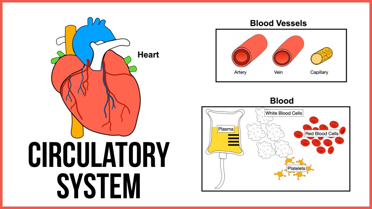 Plasma Circulatory System
