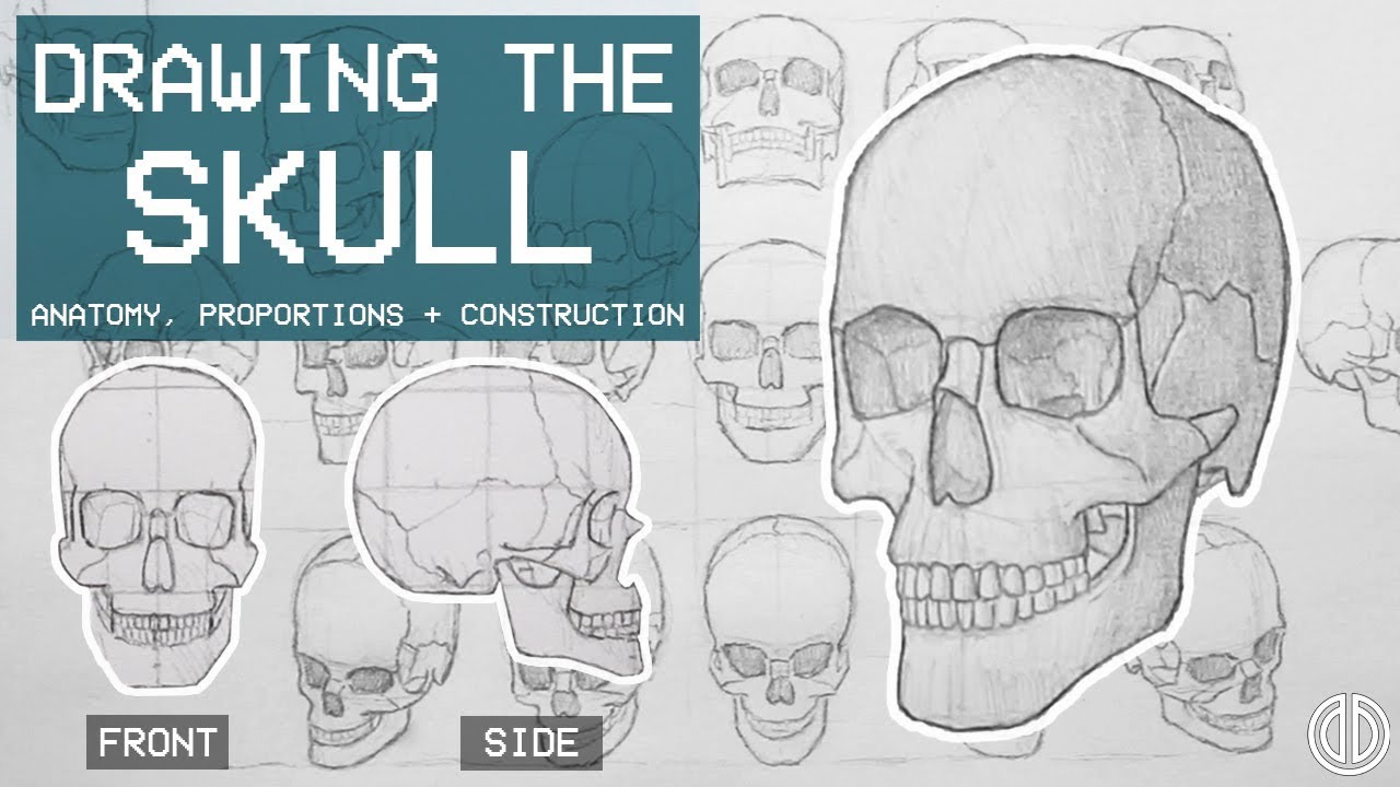 Skull Anatomy For Artists Human Skull 4d Anatomy Model